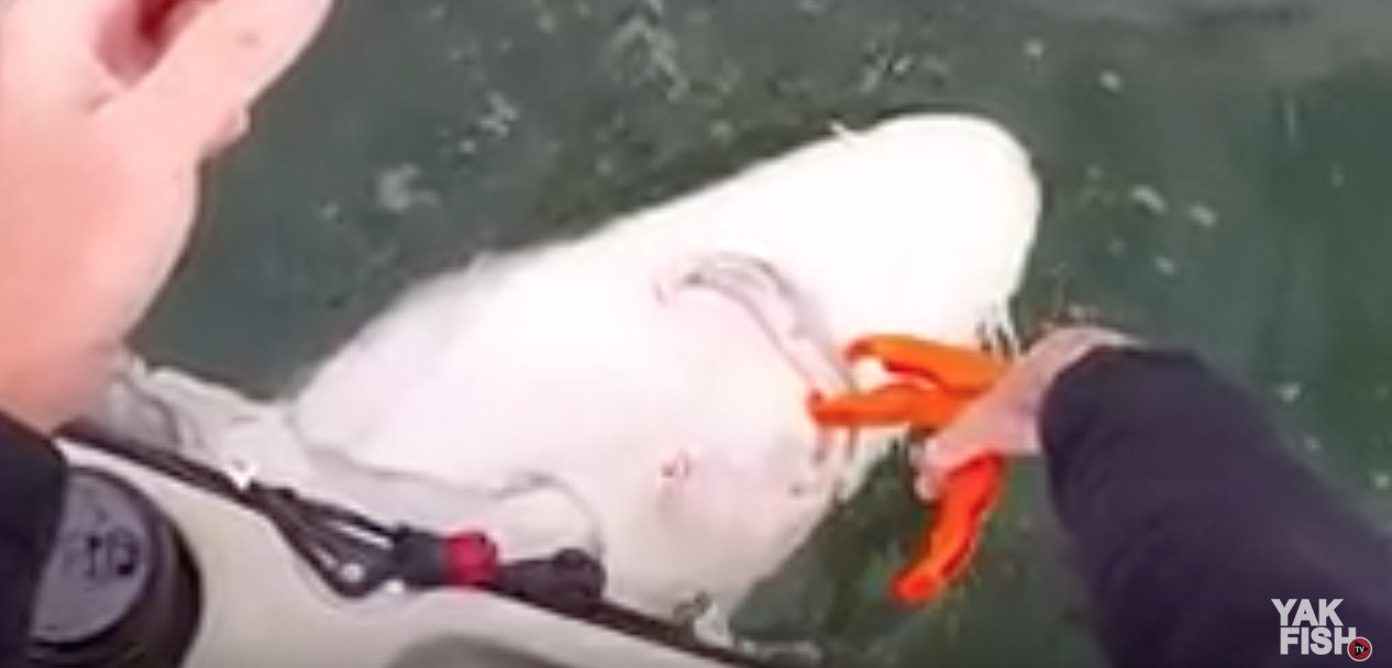 Paddle World Magazine | The international all paddlesports magazine